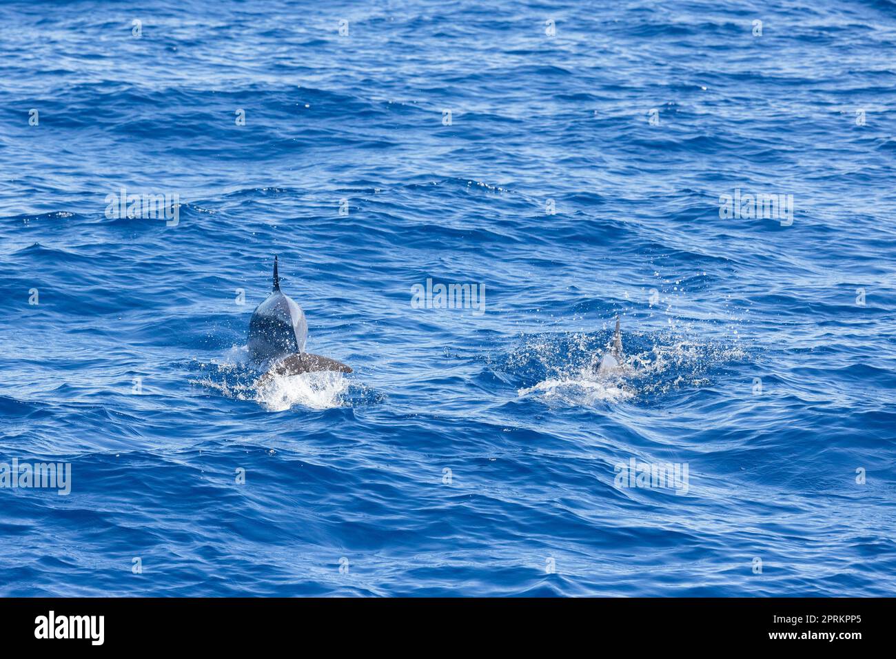 Dolphins jump out of the sea in Hualien harbor of Taiwan Stock Photo ...