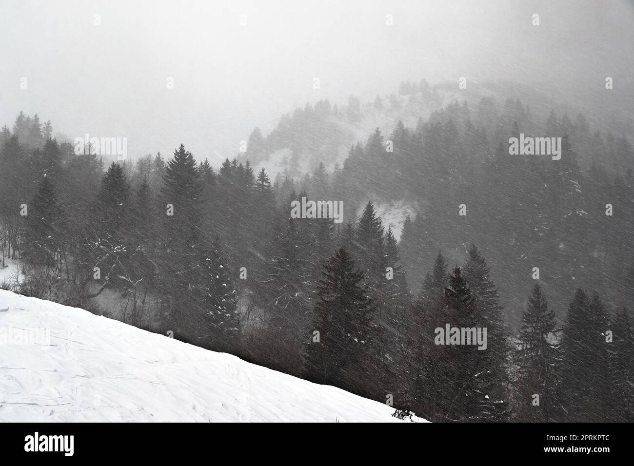 Forest in winter snow falling heavily blown by wind Stock Photo - Alamy