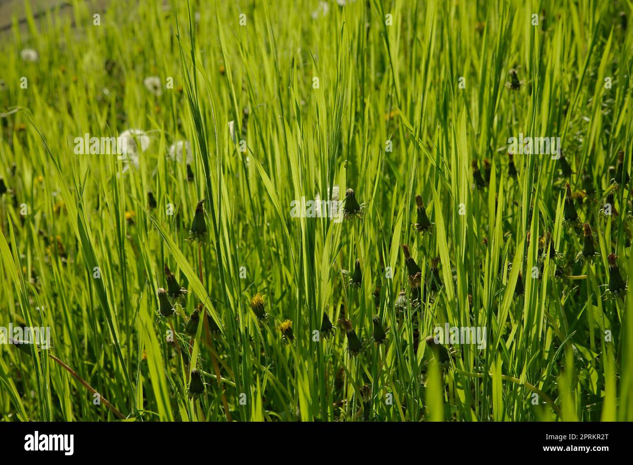 Grassy Meadow Background