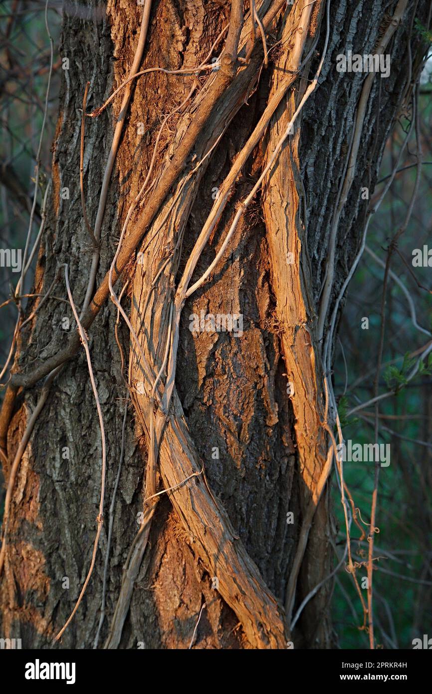 Thick tree trunk strangled with roots of climbing plant virginia ...