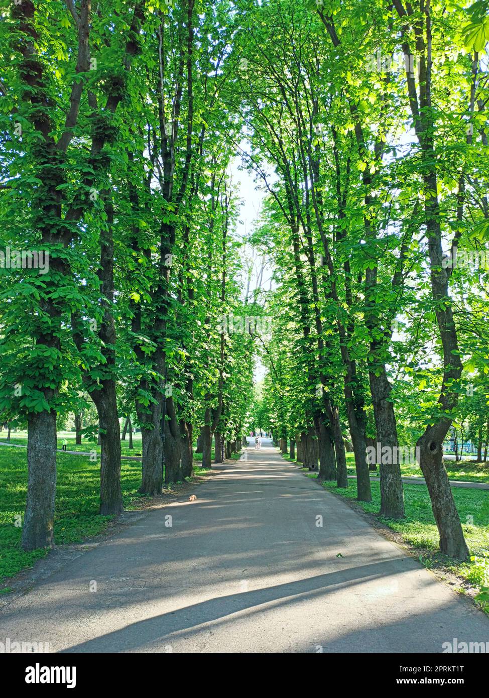 beautiful park with nice promenade path and high green trees and bushes ...
