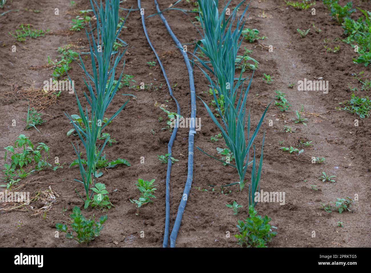 artificial watering with drop watering from hoses Stock Photo - Alamy