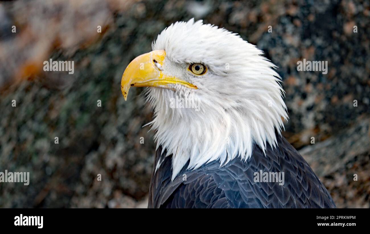 A majestic bald eagle perched on a tree branch, turning its head to its ...