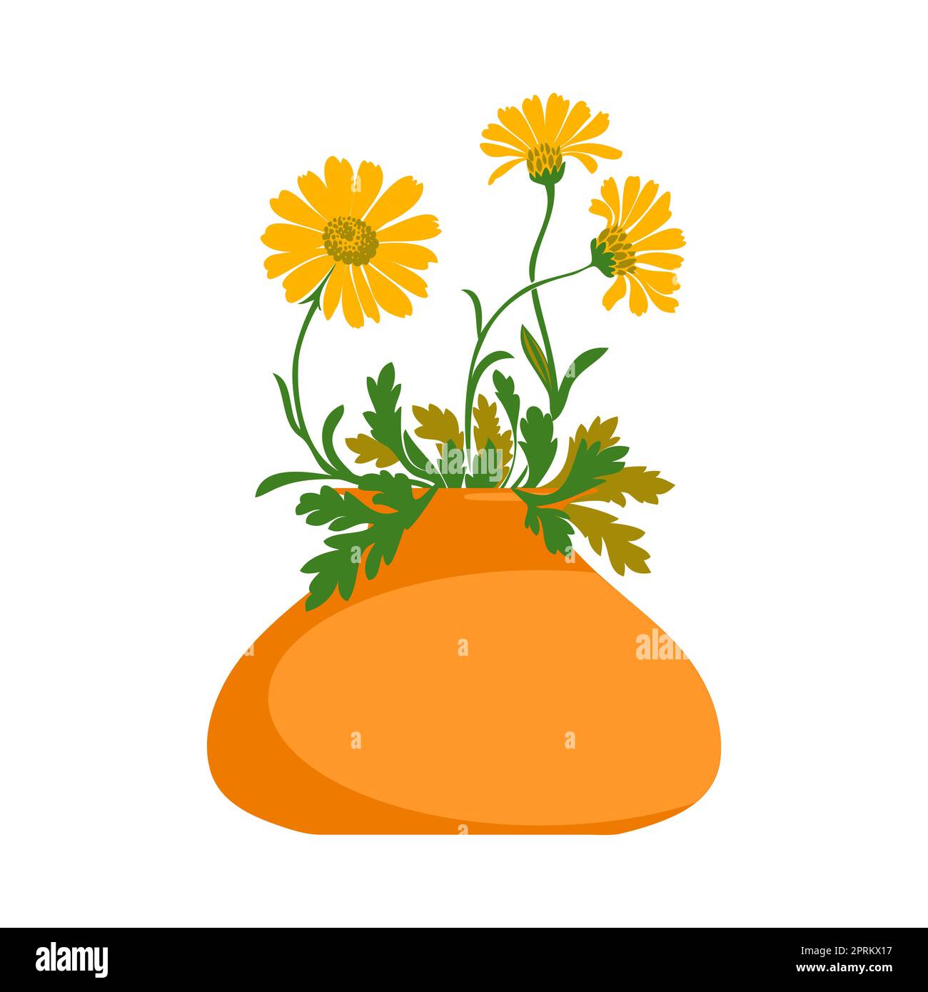 Dandelions plant in pot isolated on white background. Floral botanical ...