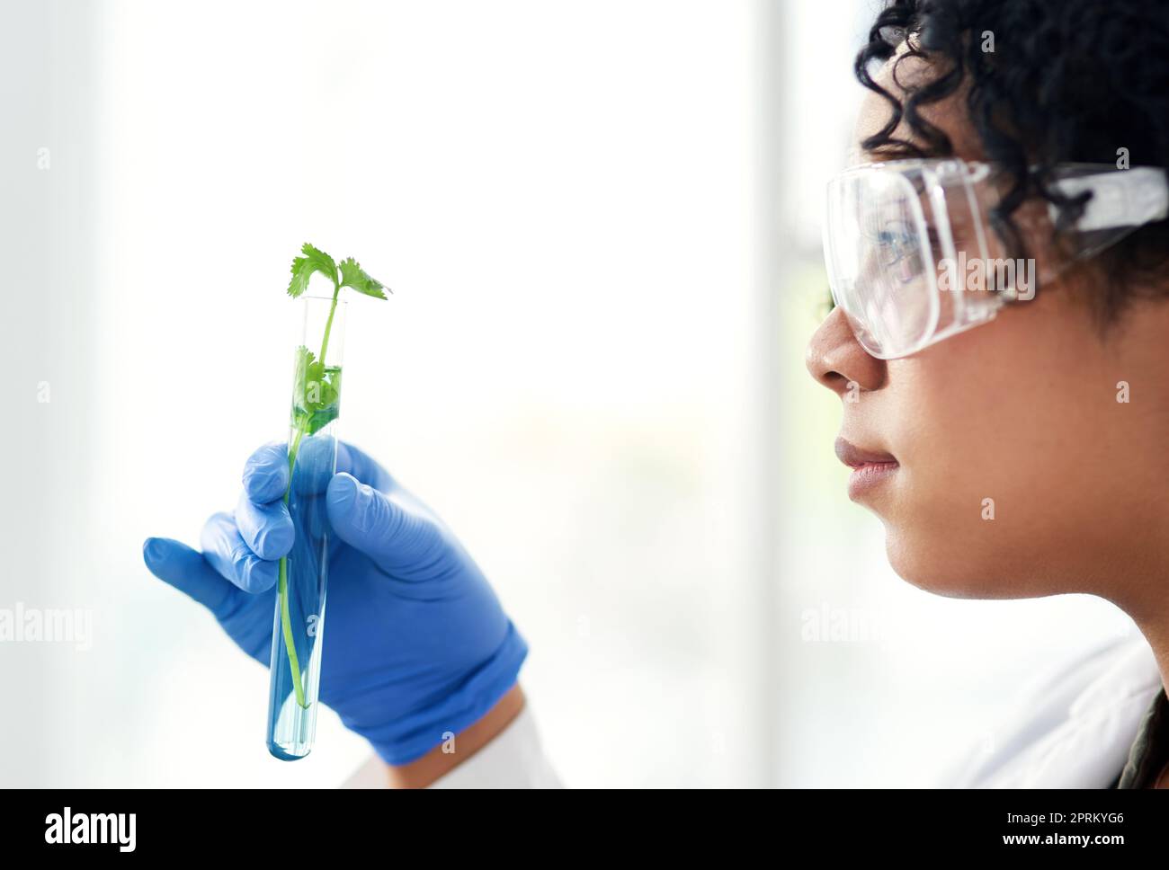 She has excellent analytical skills. a female scientist analyzing a plant in her laboratory ...