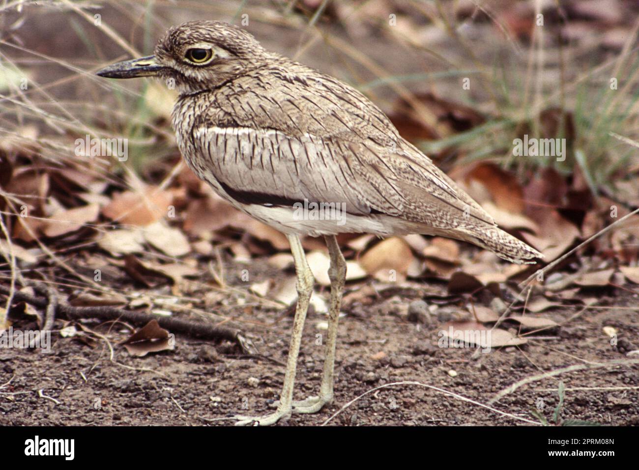 Water Dikkop (Burhinus vermiculatus), Kruger National Park, Mpumalanga ...