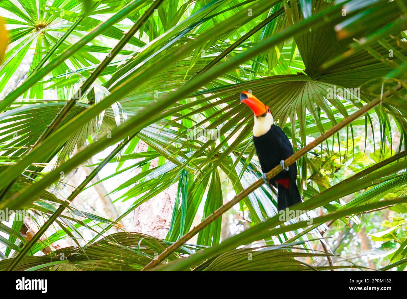 Toco Toucan (colorful tropical bird). Shooting Location: Singapore ...