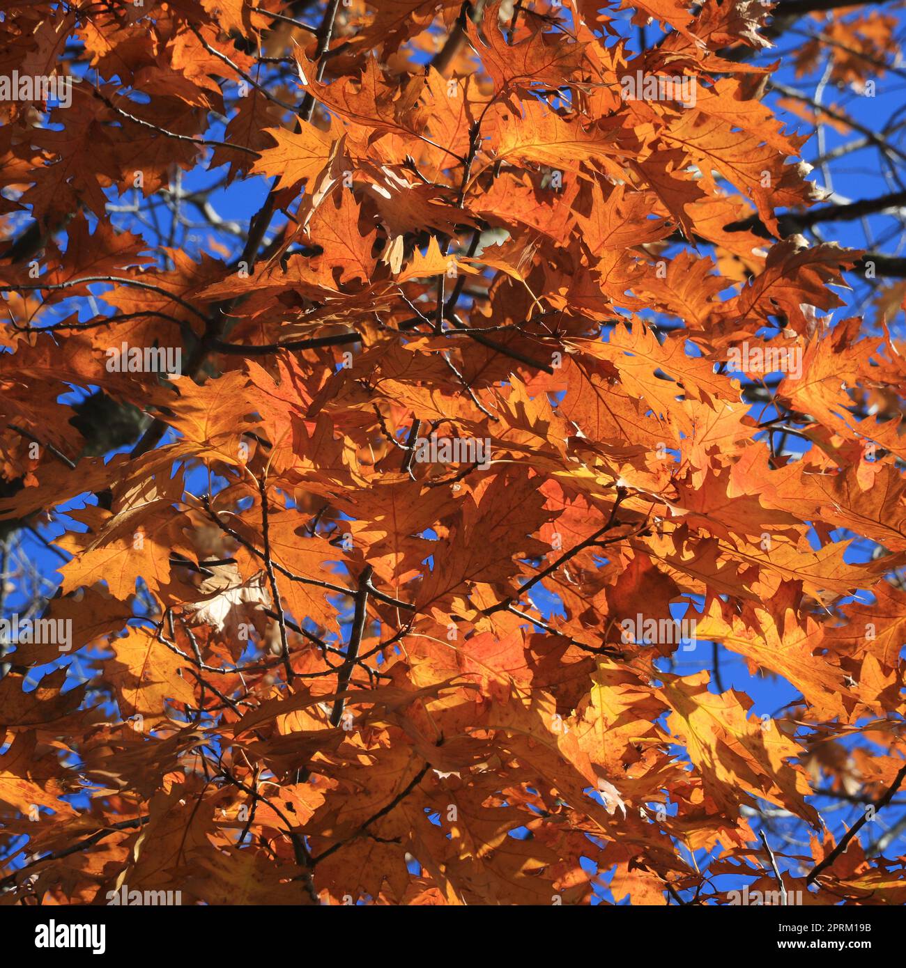 Bright orange autumn leaves of an red oak tree Stock Photo - Alamy