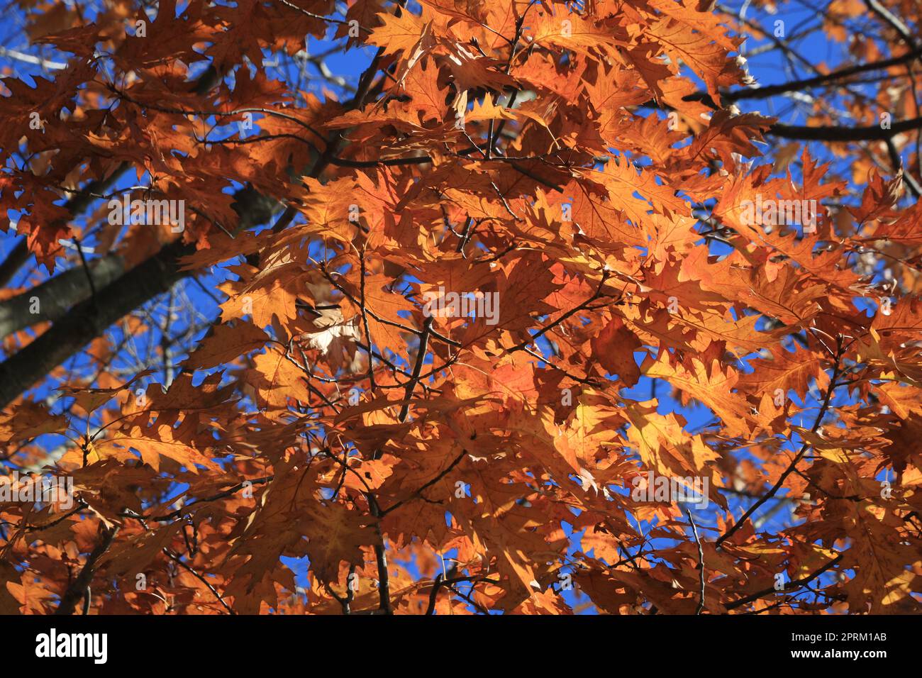 Bright orange autumn leaves of an red oak tree Stock Photo - Alamy