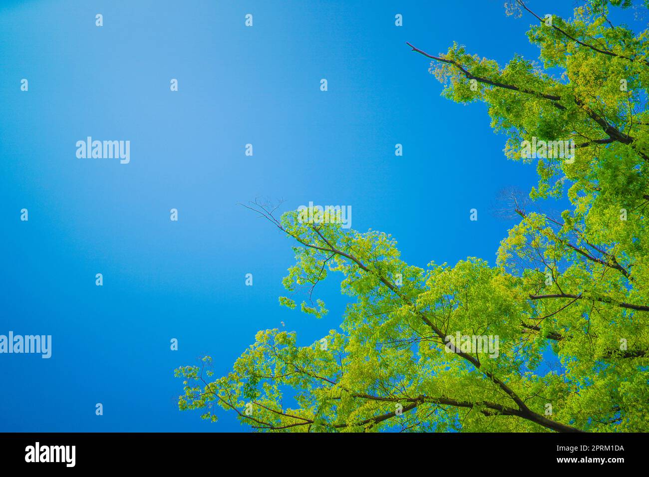 Image of fresh greenery and sunbeams. Shooting Location: Naka -ku ...