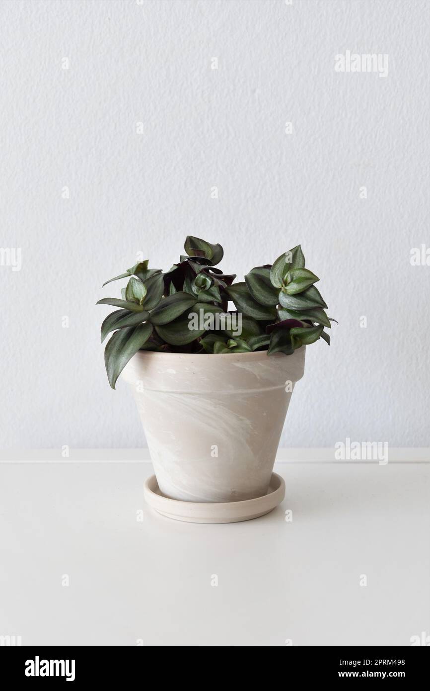 Tradescantia zebrina, aka wandering dude, houseplant in a white pot ...