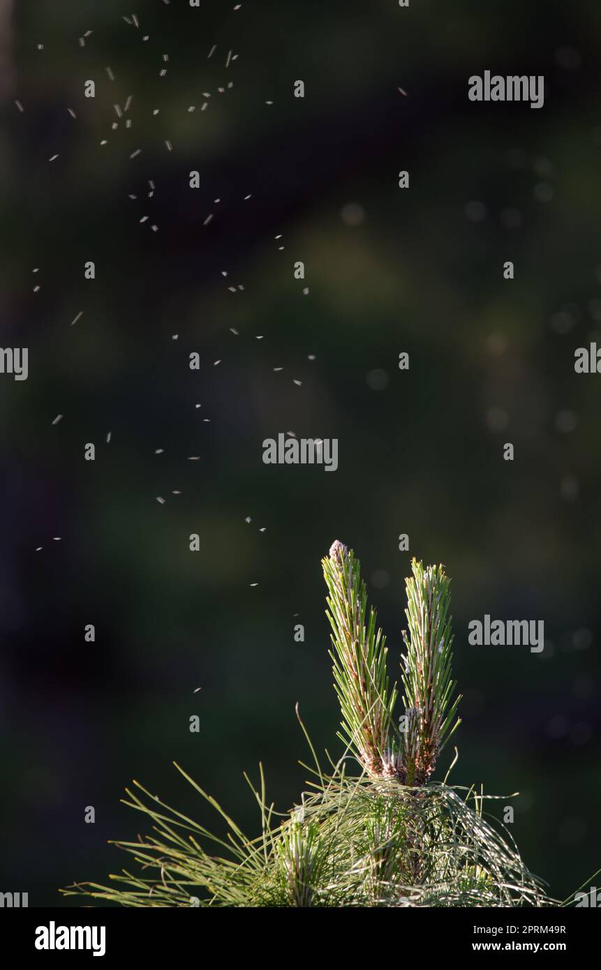 Branch of Canary Island pine Pinus canariensis and flying insects. The ...