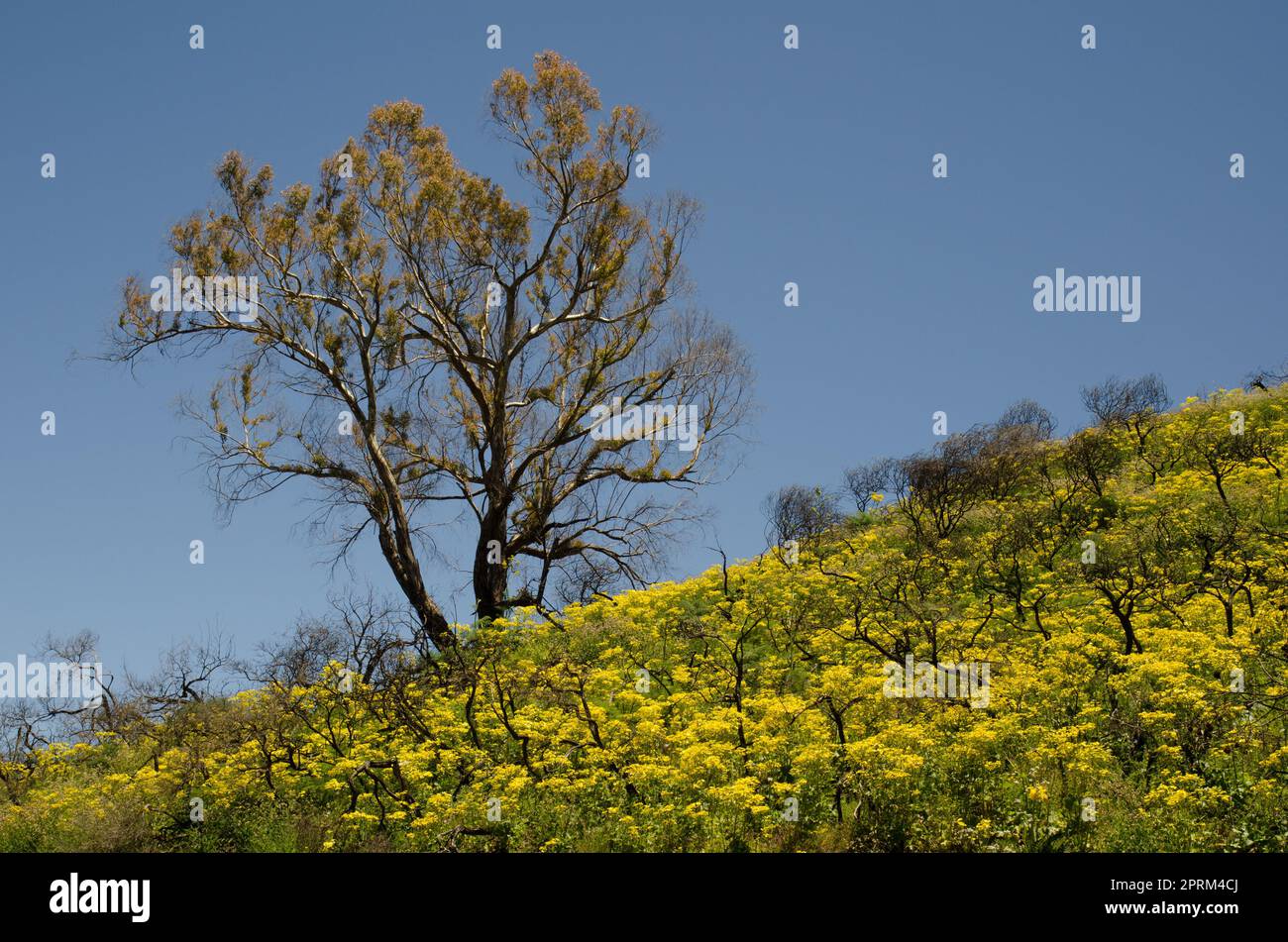 Southern blue gum Eucalyptus globulus and Azores buttercup Ranunculus ...