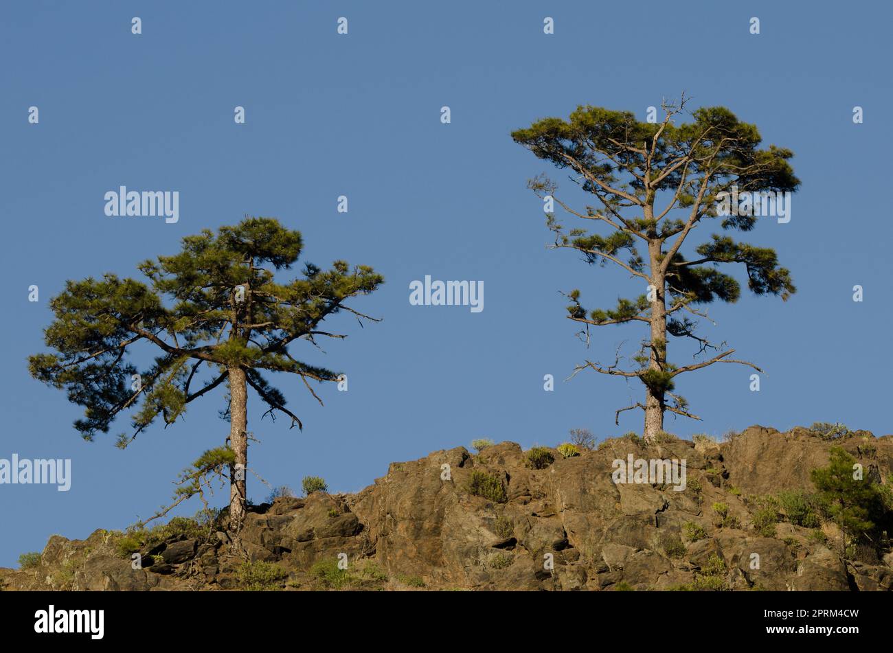 Canary Island pines Pinus canariensis. Integral Natural Reserve of ...