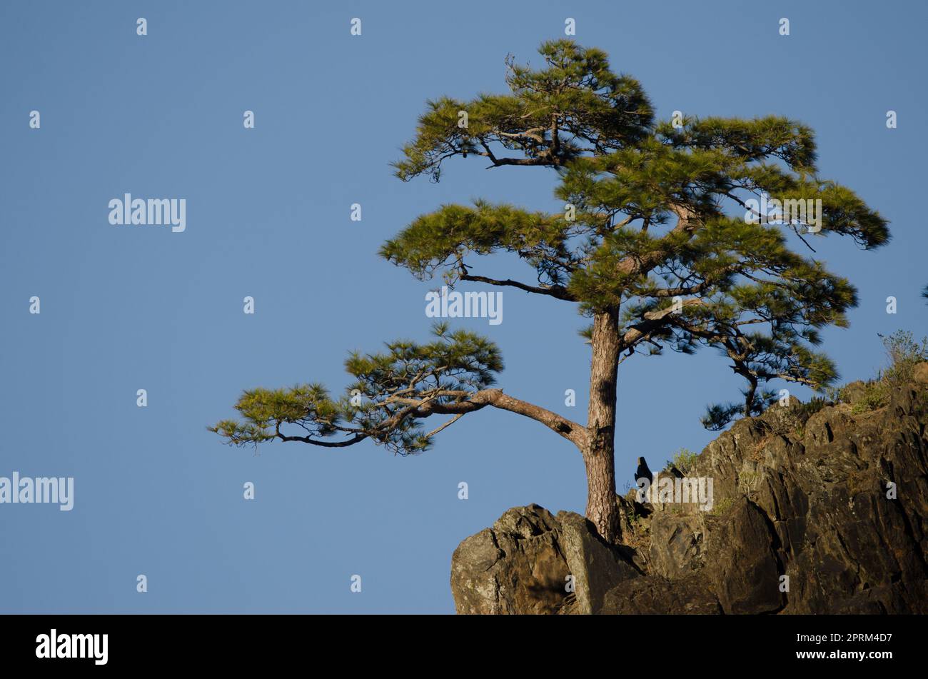 Canary Island pine Pinus canariensis. Integral Natural Reserve of ...