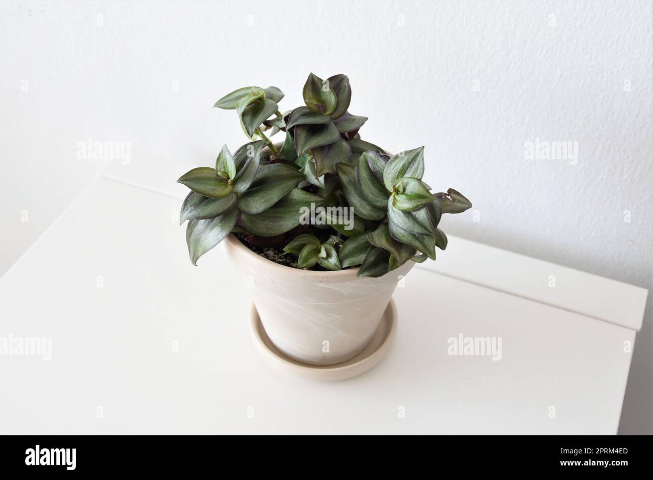 Tradescantia zebrina, aka wandering dude, houseplant in a white pot ...