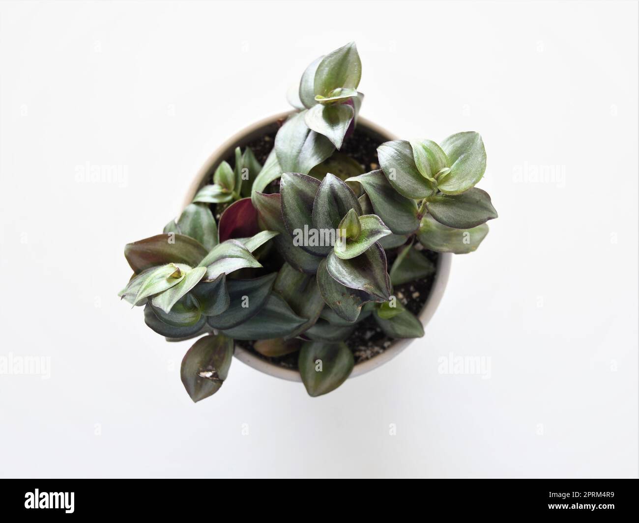 Tradescantia zebrina, aka wandering dude, houseplant in a white pot ...