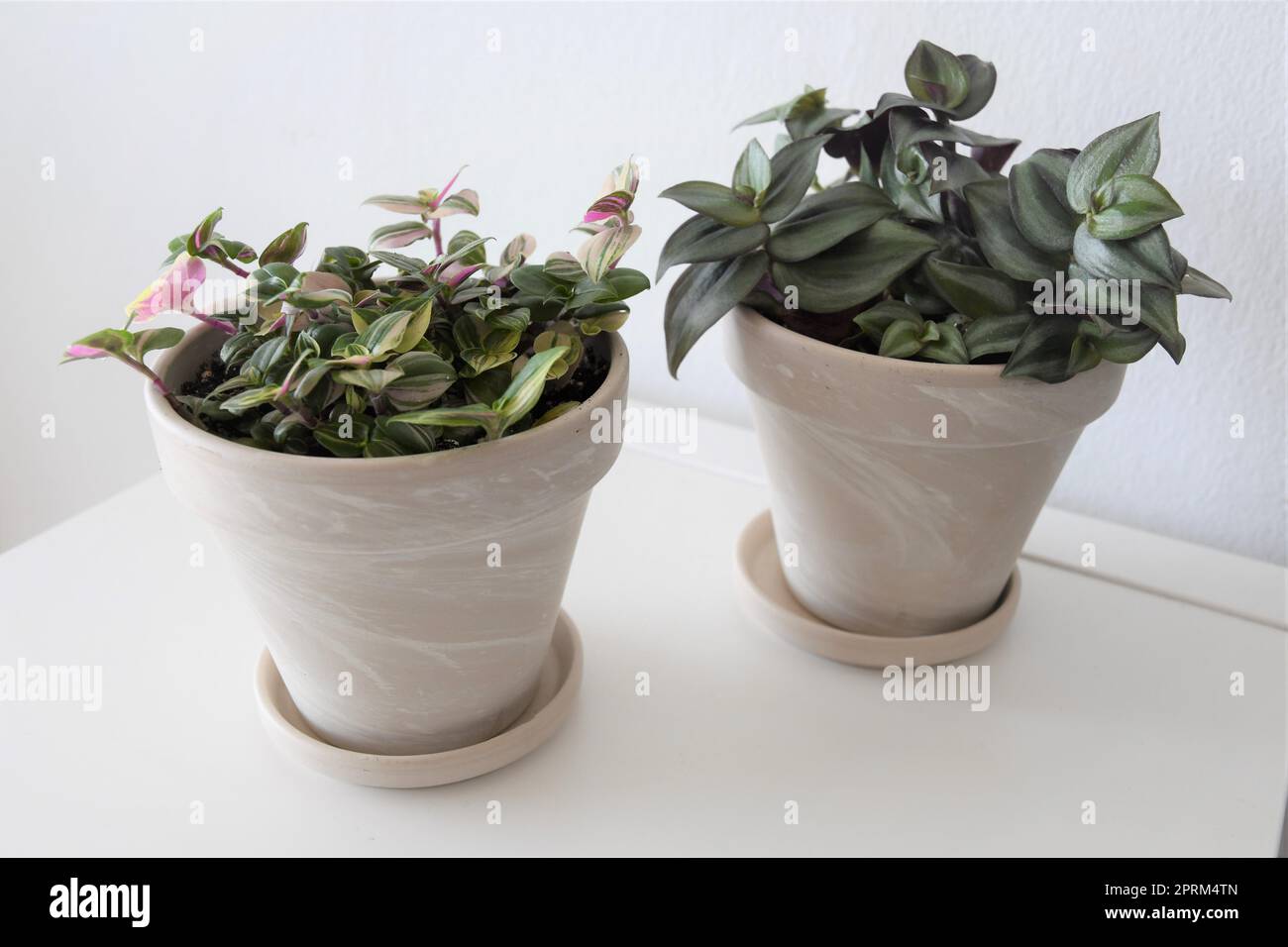 Two houseplants in white pots, isolated on a white background ...