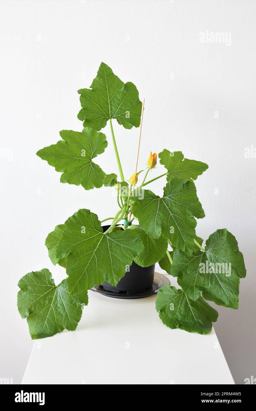 Courgette zucchini plant, grown in a pot indoors. Big green leaves ...