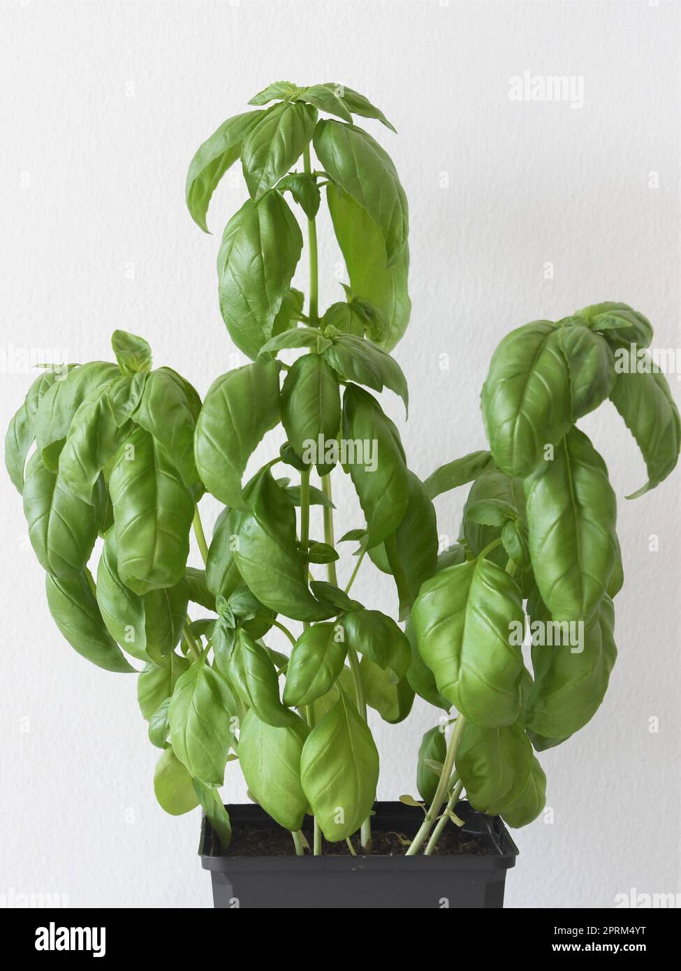 Basil plants (Ocimum basilicum) grown indoor in a black pot. Herb ...