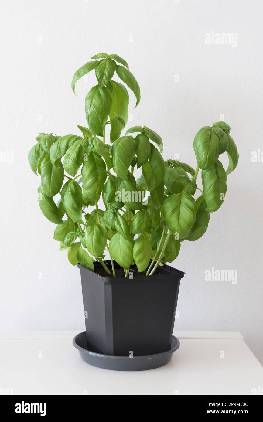 Basil plants (Ocimum basilicum) grown indoor in a black pot. Herb ...