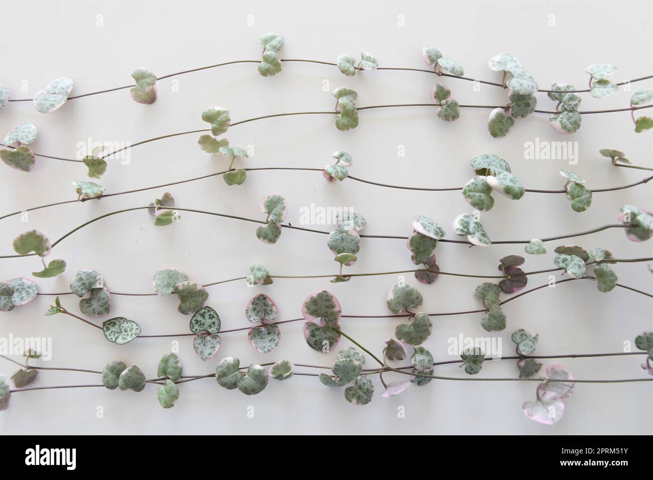 Variegated string of hearts house plant vines (Ceropegia woodii ...