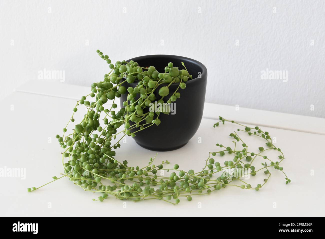Senecio rowleyanus, string of pearls, houseplant with round green ...