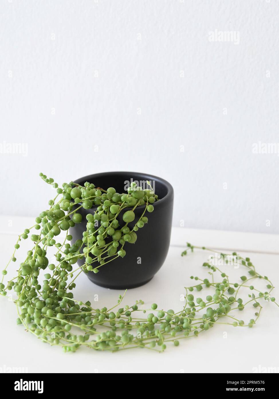 Senecio rowleyanus, string of pearls, houseplant with round green ...