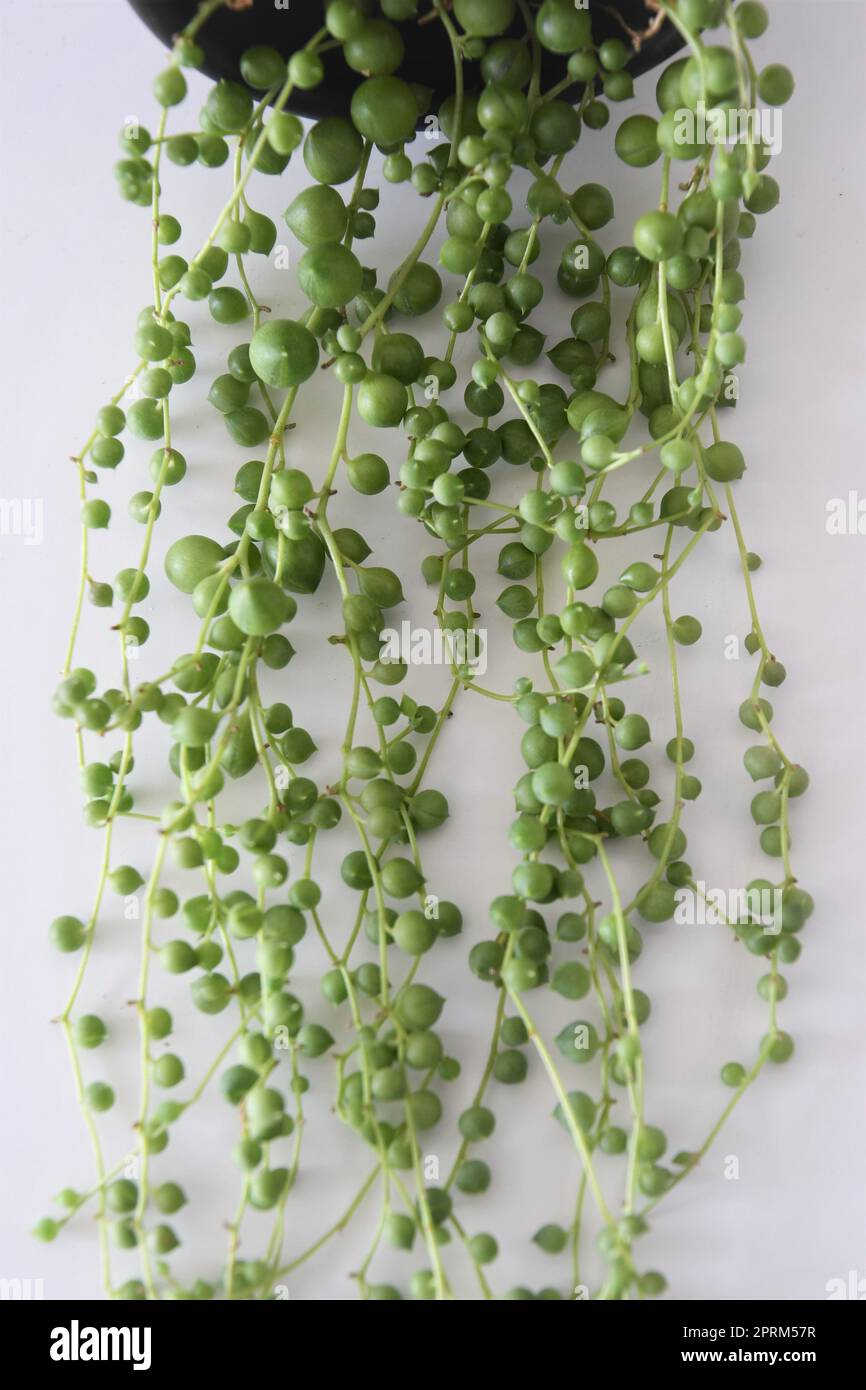 Senecio rowleyanus, string of pearls, houseplant with round green ...