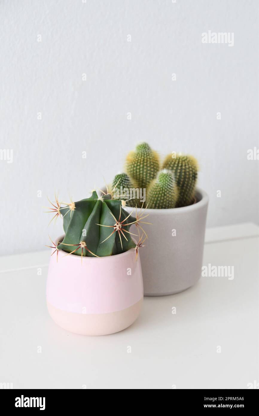 Two cacti in ceramic pots. Spiky green houseplants, isolated on a white ...