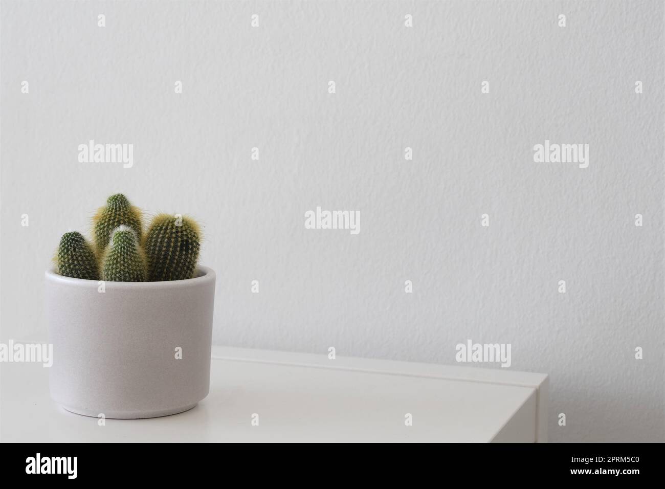 Plant negative space hi-res stock photography and images - Alamy