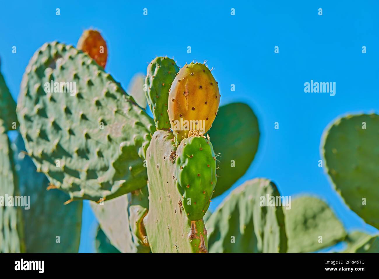 Prickly pear cactus new growth hi-res stock photography and images - Alamy