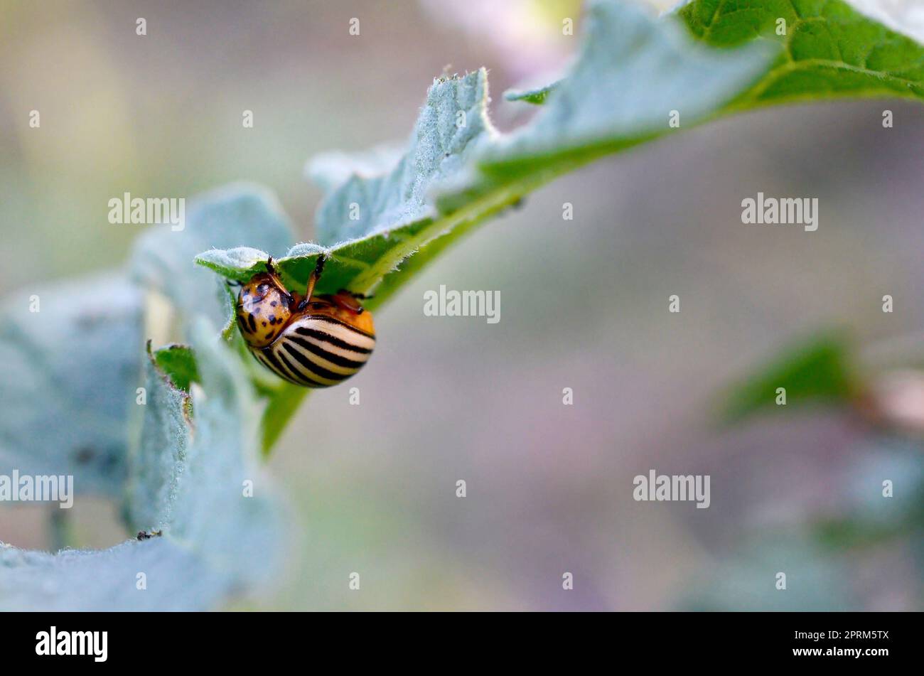 Colorado potato beetle crawling on potato leaves. Ten-striped spearman ...