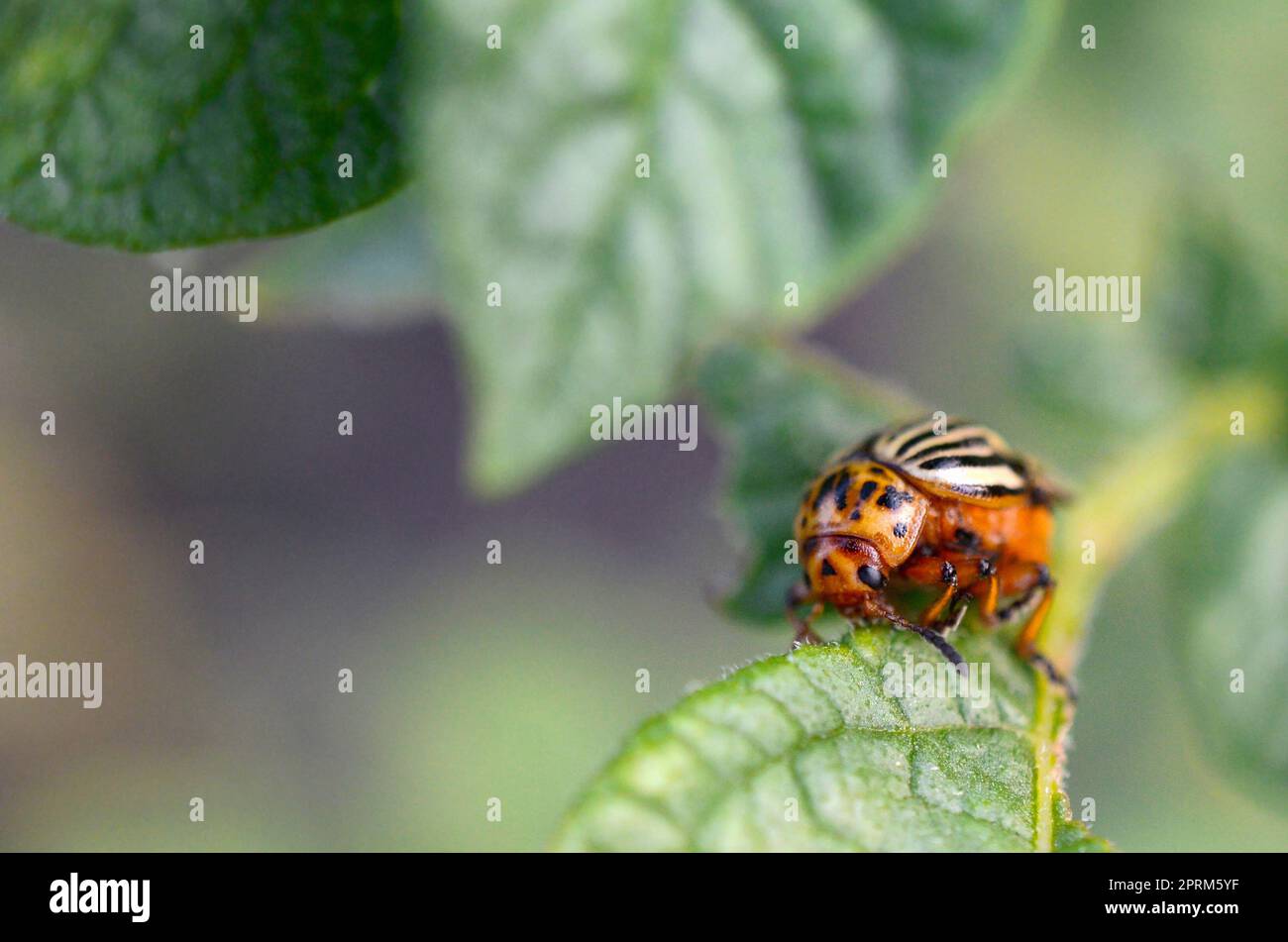 Potato bug hi-res stock photography and images - Alamy