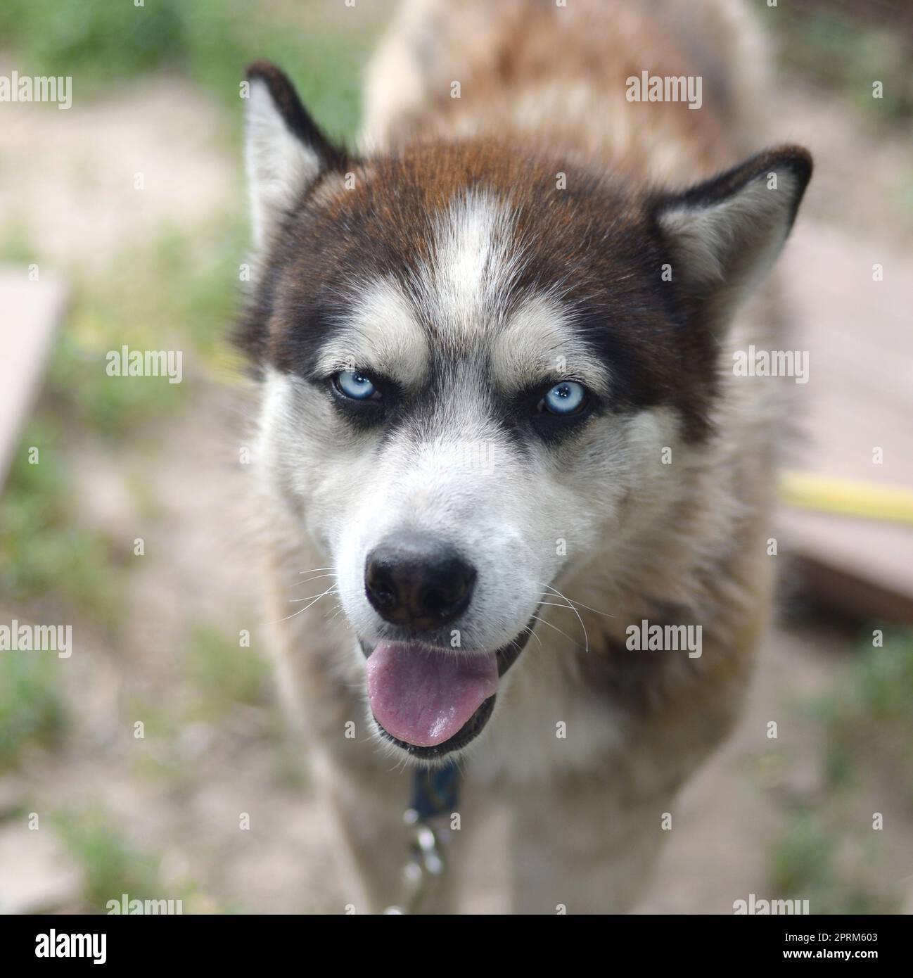 Alaskan Malamute with blue eyes. The Arctic Malamute is a wonderful ...