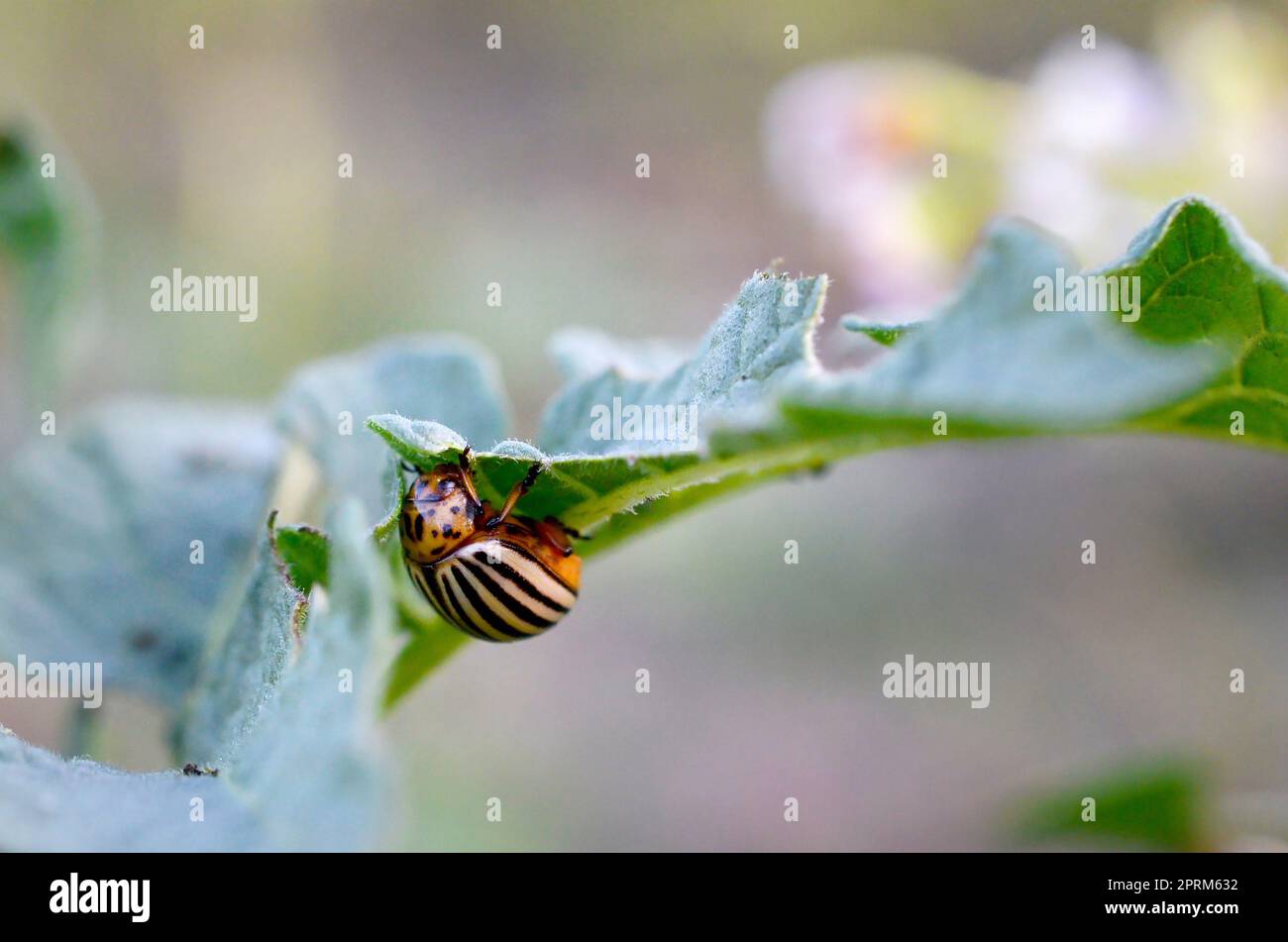 Colorado potato beetle crawling on potato leaves. Ten-striped spearman ...