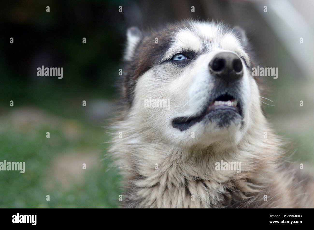 Alaskan Malamute with blue eyes. The Arctic Malamute is a wonderful ...