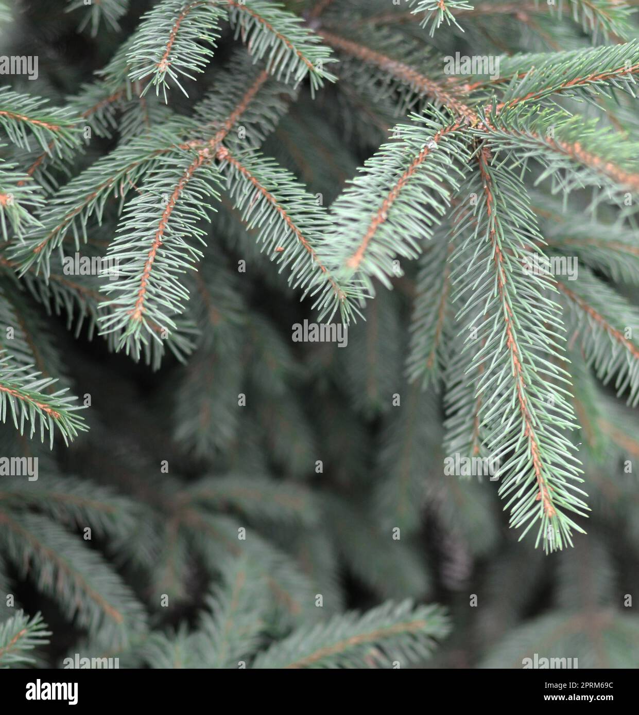 Branches of blue fir close up. Blue or prickly spruce Picea pungens ...