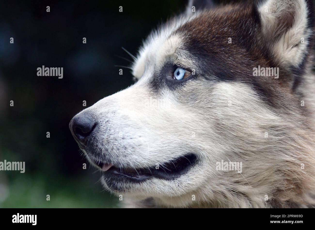 Alaskan Malamute with blue eyes. The Arctic Malamute is a wonderful ...