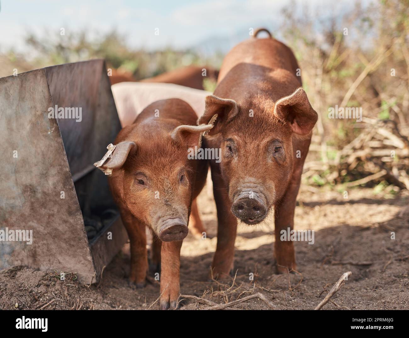 Super farm pig hi-res stock photography and images - Alamy
