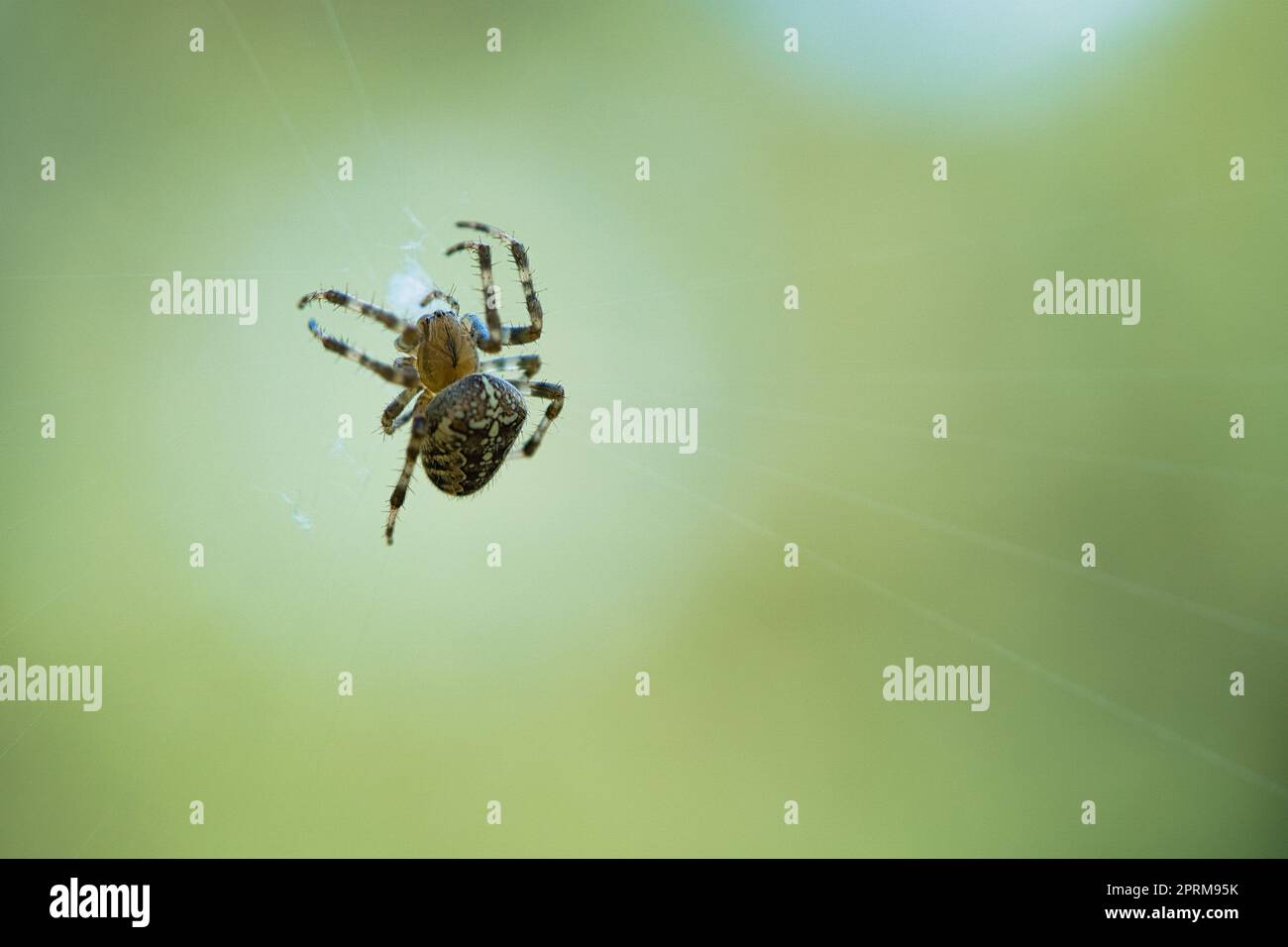 Cross spider shot crawling on a spider thread. Halloween fright ...
