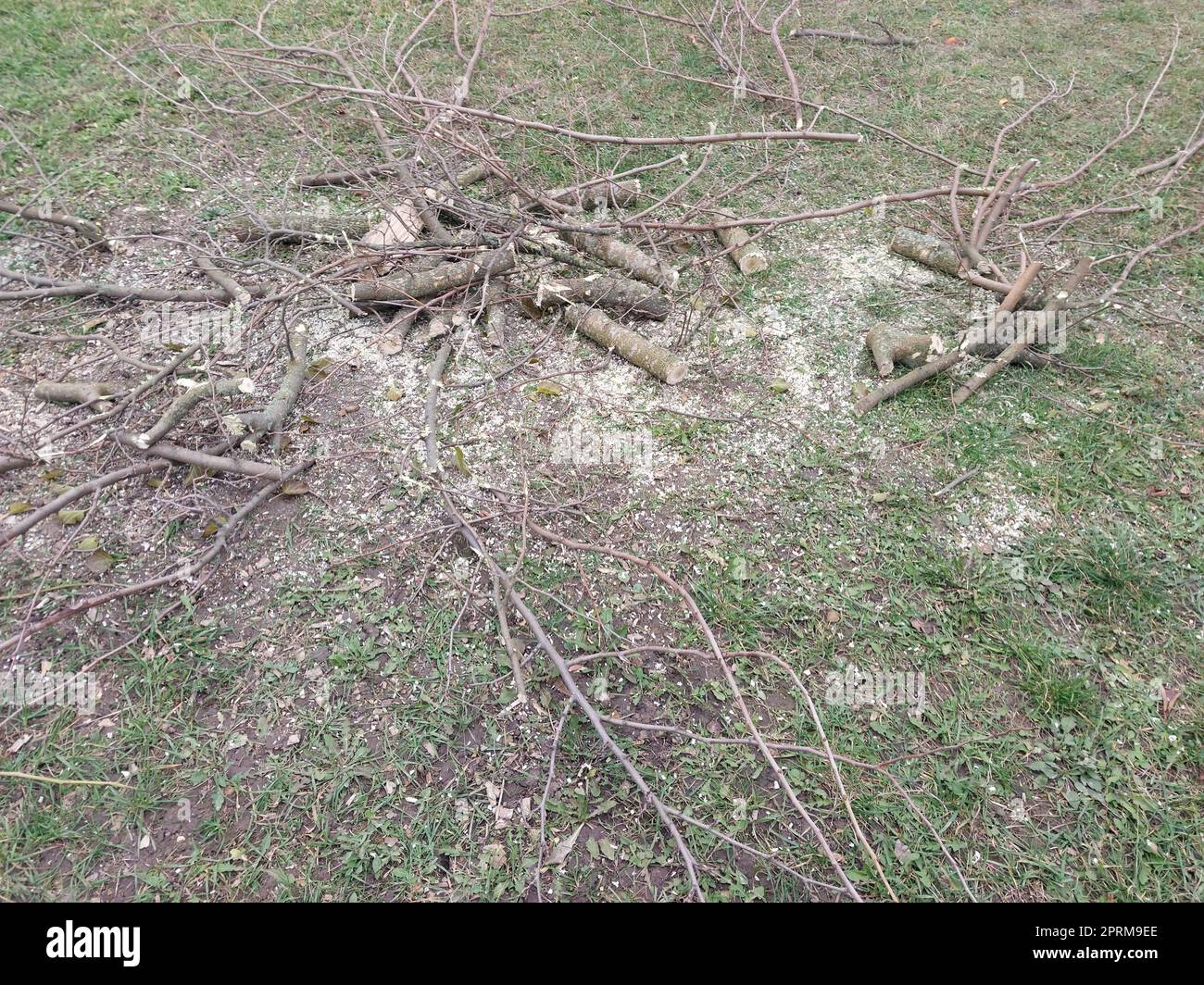 Autumn pruning and painting of trees in a the garden Stock Photo - Alamy