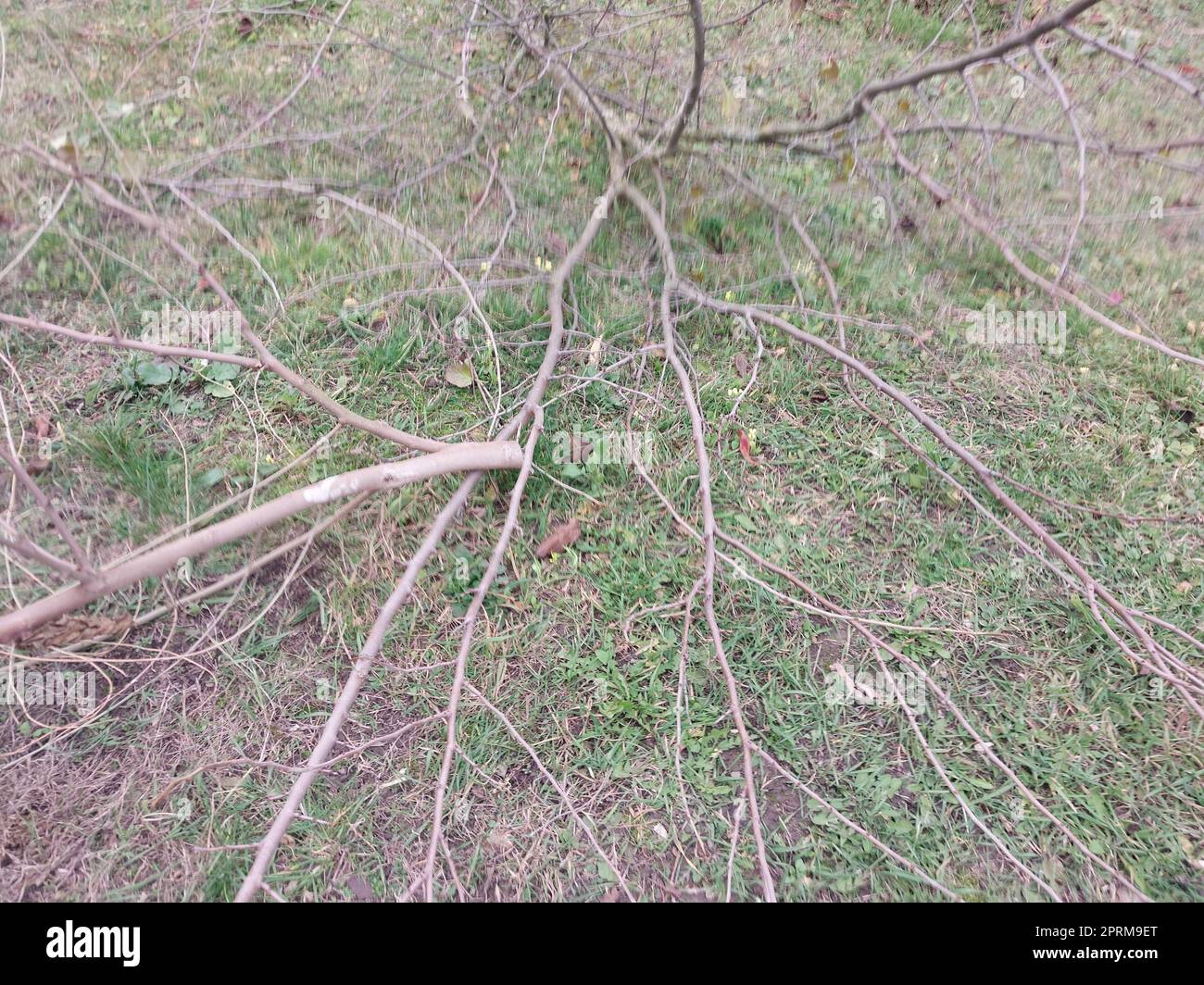 Autumn pruning and painting of trees in a the garden Stock Photo - Alamy