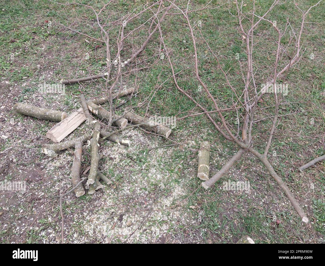 Autumn pruning and painting of trees in a the garden Stock Photo - Alamy