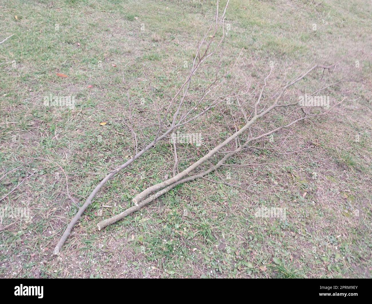 Autumn pruning and painting of trees in a the garden Stock Photo - Alamy