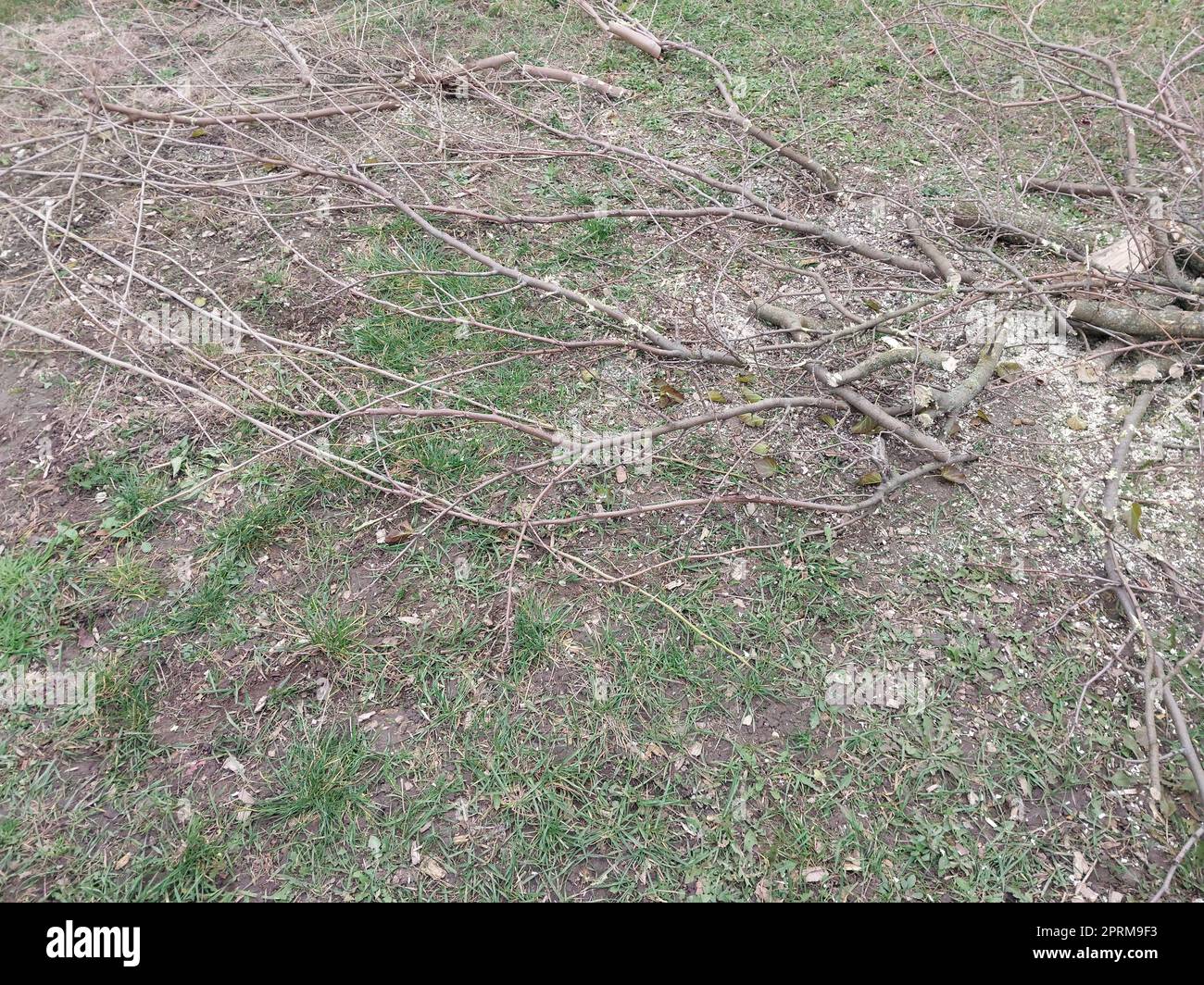Autumn pruning and painting of trees in a the garden Stock Photo - Alamy