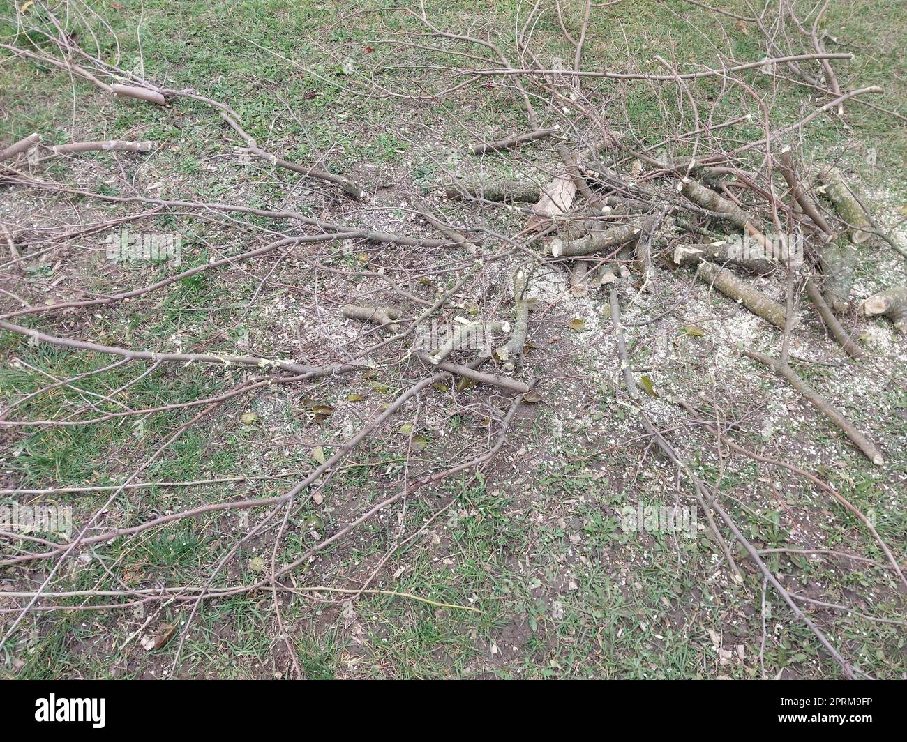 Autumn pruning and painting of trees in a the garden Stock Photo - Alamy