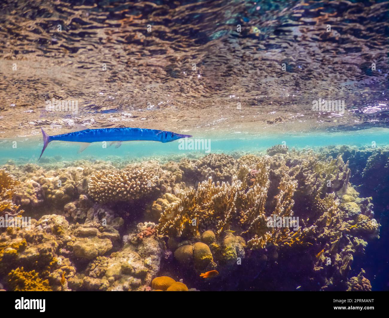 red sea rooster fish close the water surface in shallow water of the ...