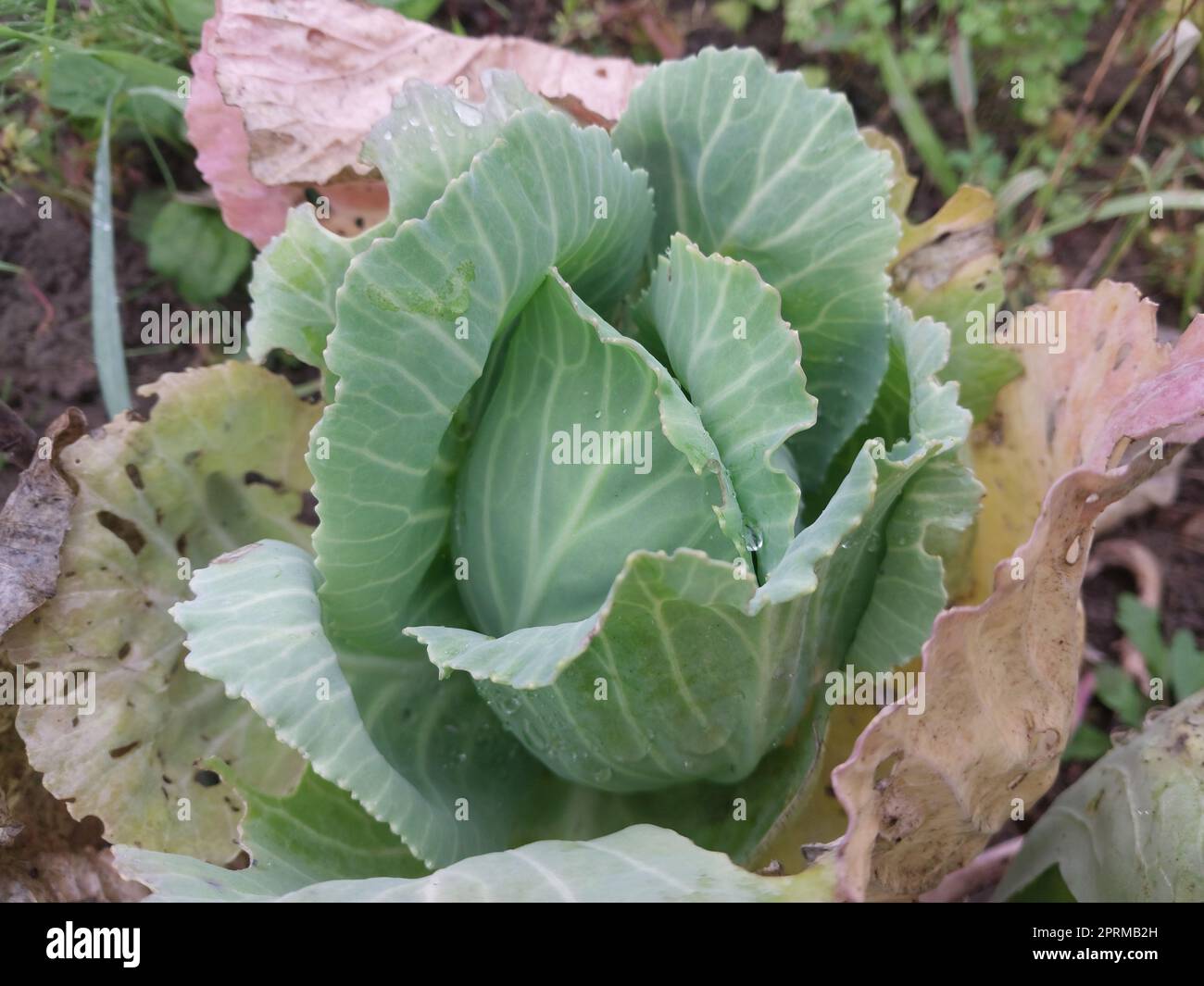 Green cabbage grown in a the garden Stock Photo - Alamy