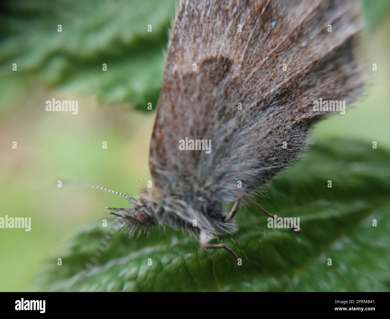 Night butterfly moth on a the green leaf Stock Photo - Alamy
